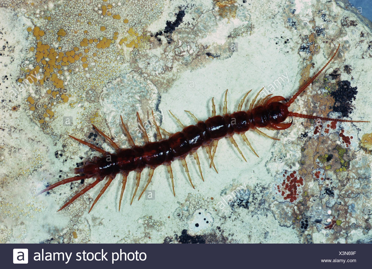 Garden Centipede High Resolution Stock Photography and Images - Alamy