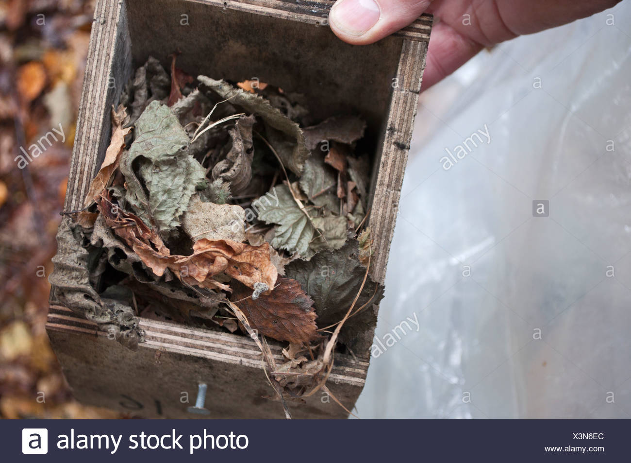 Hazel Dormouse At Nest High Resolution Stock Photography and Images - Alamy
