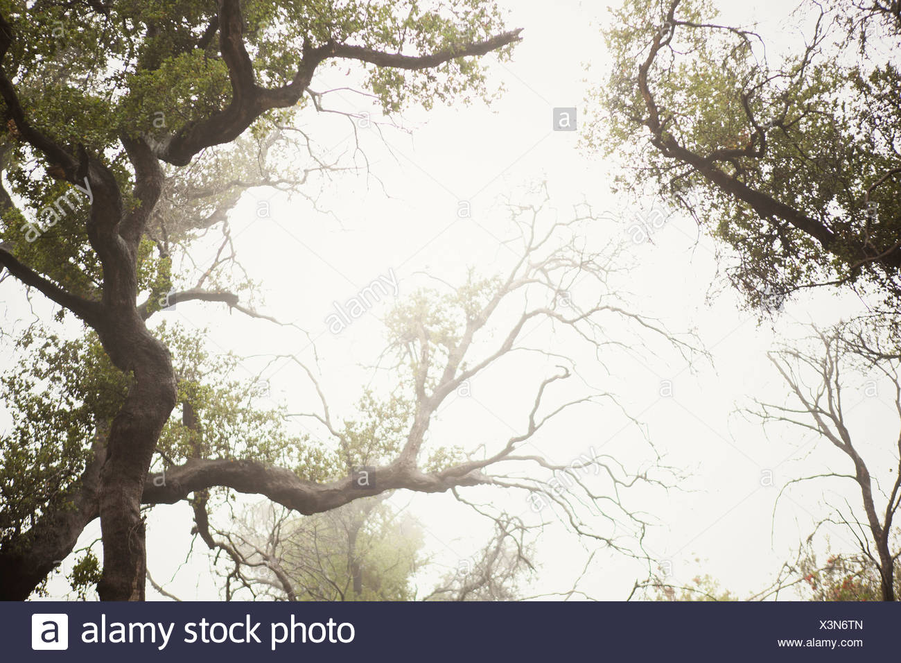 Fog Tree Tops High Resolution Stock Photography and Images - Alamy