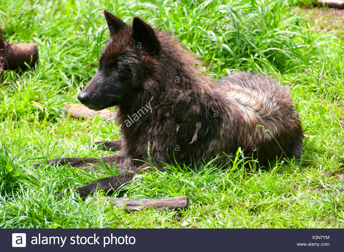 Wolf Sitting Stock Photos & Wolf Sitting Stock Images - Alamy