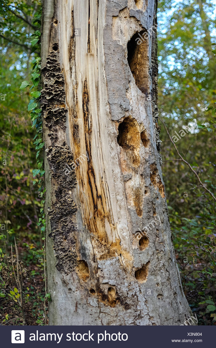 Rotten Tree Trunk High Resolution Stock Photography and Images - Alamy