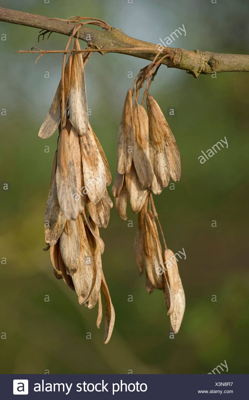 Mature Ash Tree Fraxinus Excelsior High Resolution Stock Photography ...