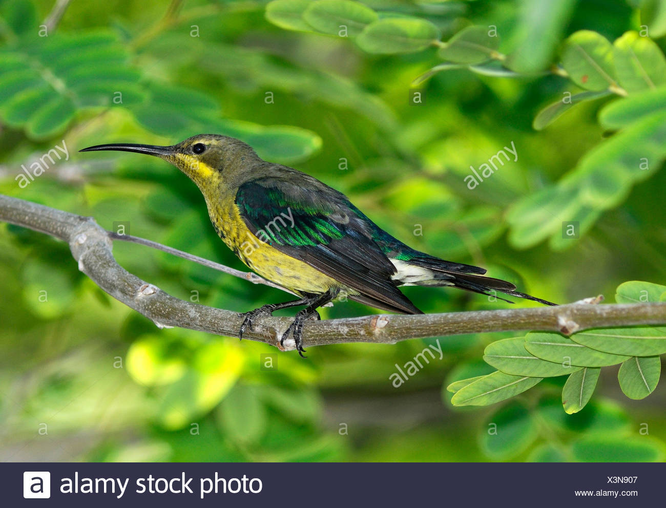 Matoppo High Resolution Stock Photography and Images - Alamy