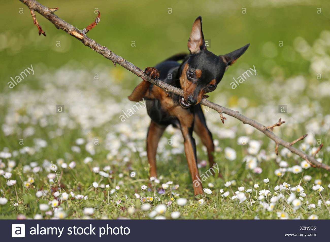 Ratter Dogs High Resolution Stock Photography and Images - Alamy