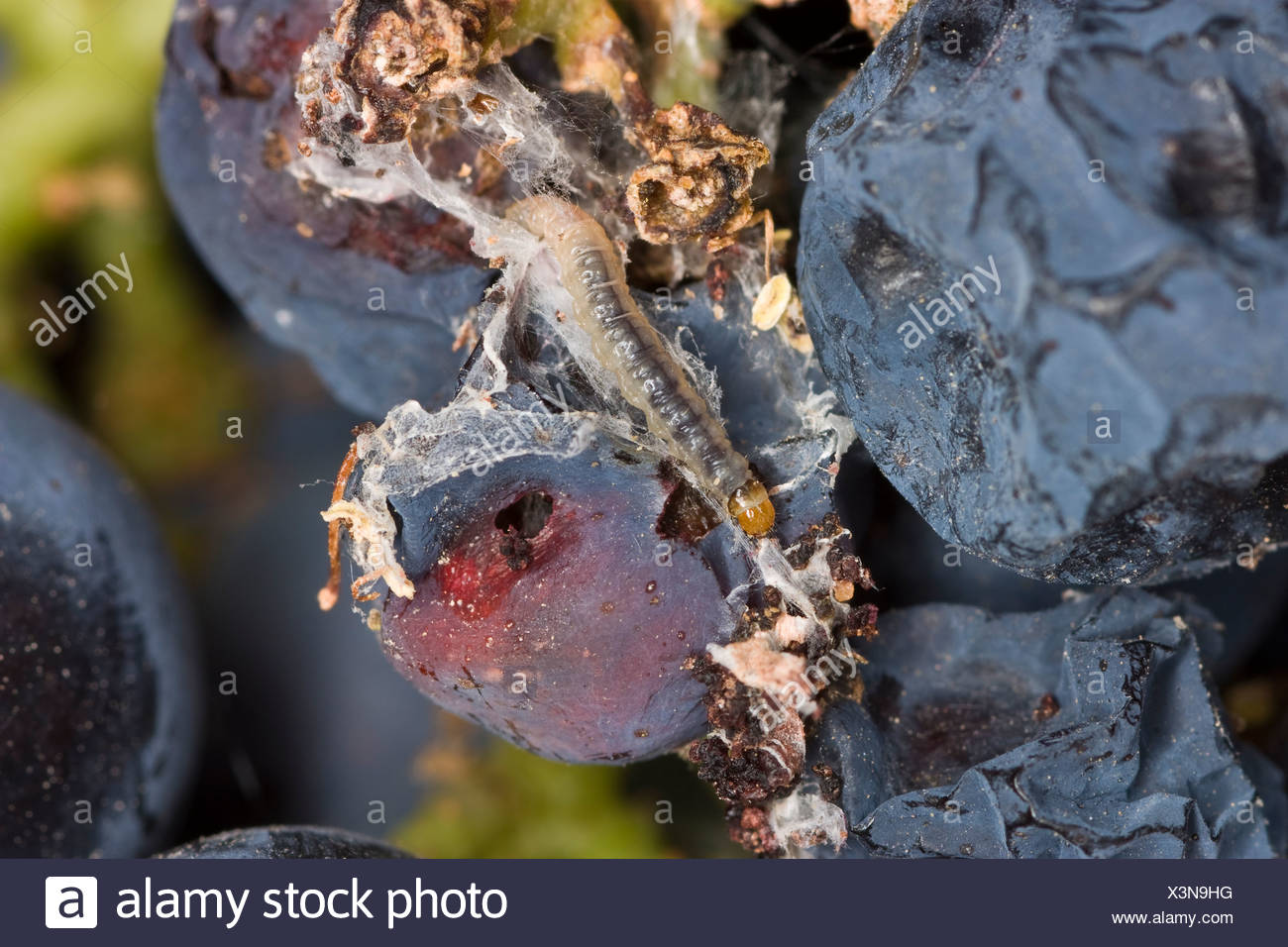 Grapevine Moth High Resolution Stock Photography and Images - Alamy