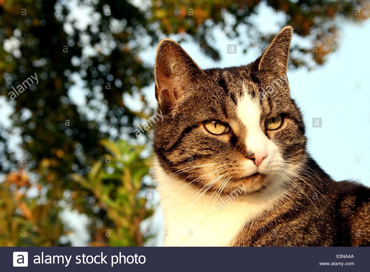 Tomcats Stock Photos & Tomcats Stock Images - Alamy