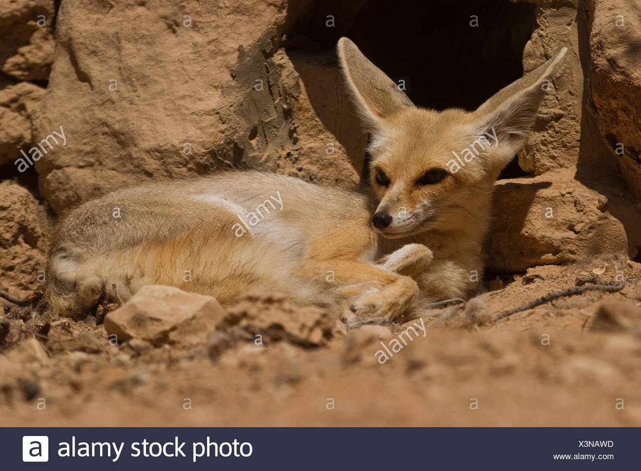 Desert Fox Egypt High Resolution Stock Photography and Images - Alamy