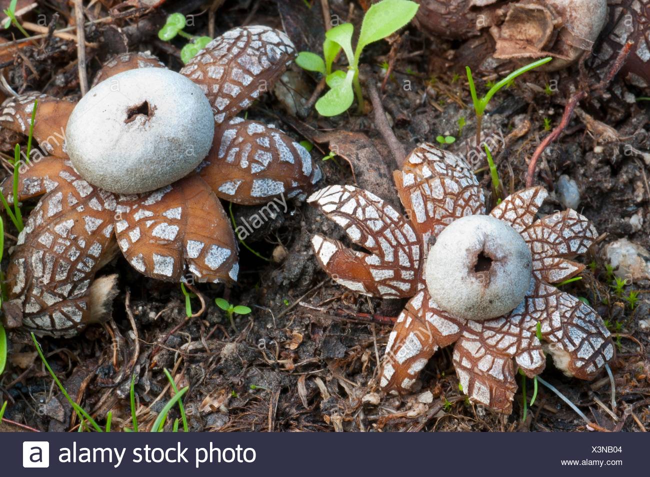 Astraeus Hygrometricus High Resolution Stock Photography and Images - Alamy