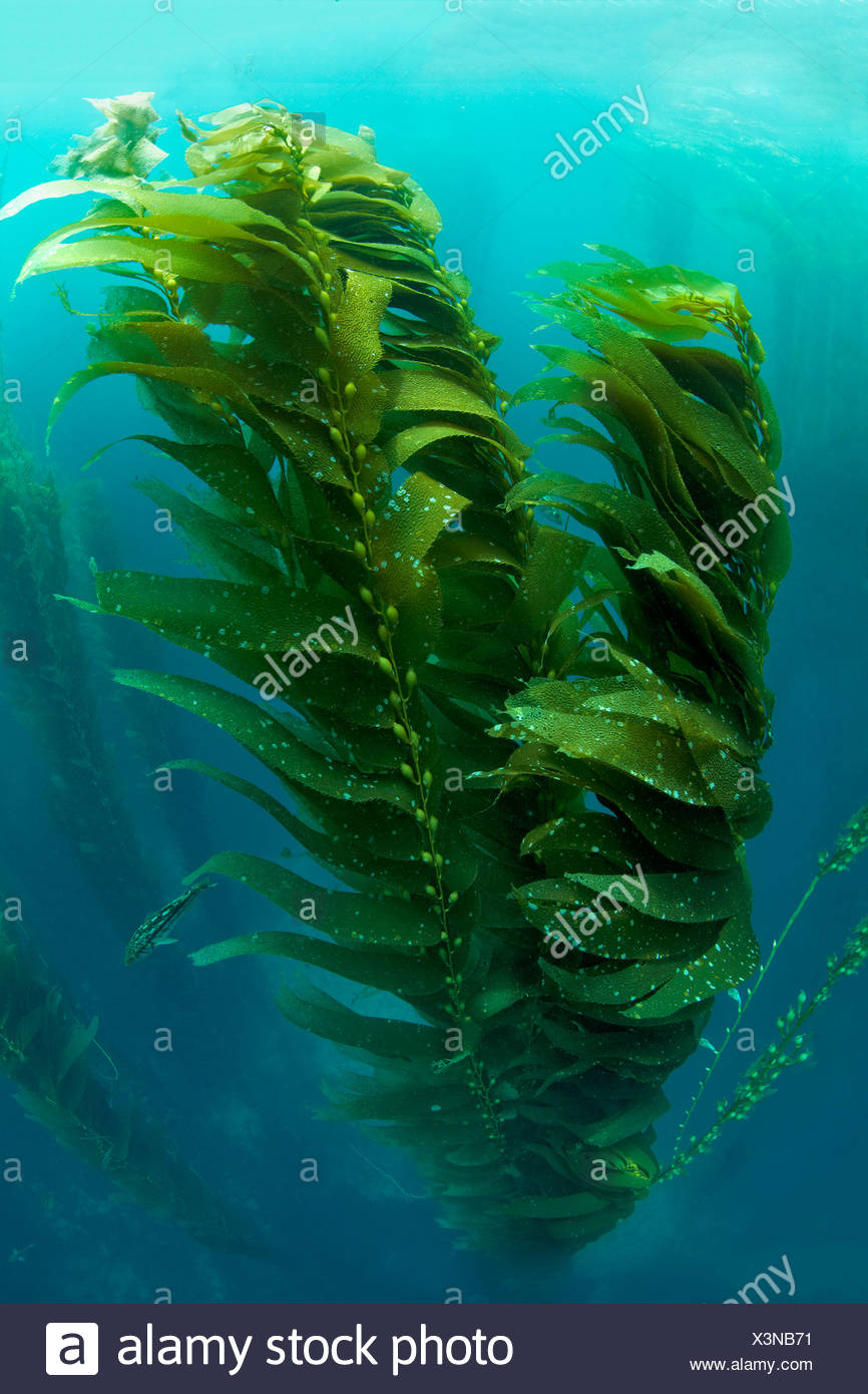 M Pyrifera High Resolution Stock Photography and Images - Alamy