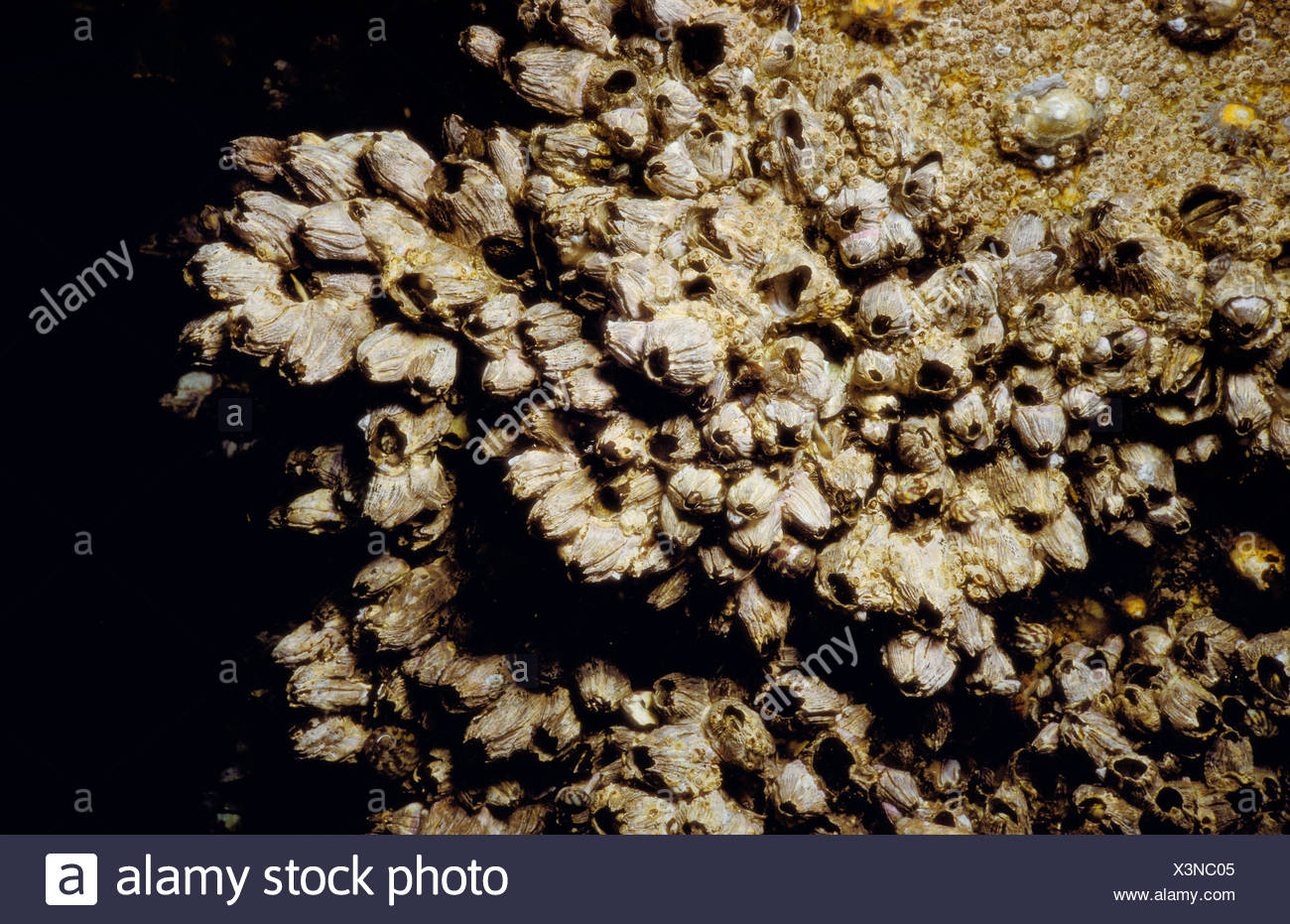 Balanus Balanoides Stock Photos & Balanus Balanoides Stock Images - Alamy