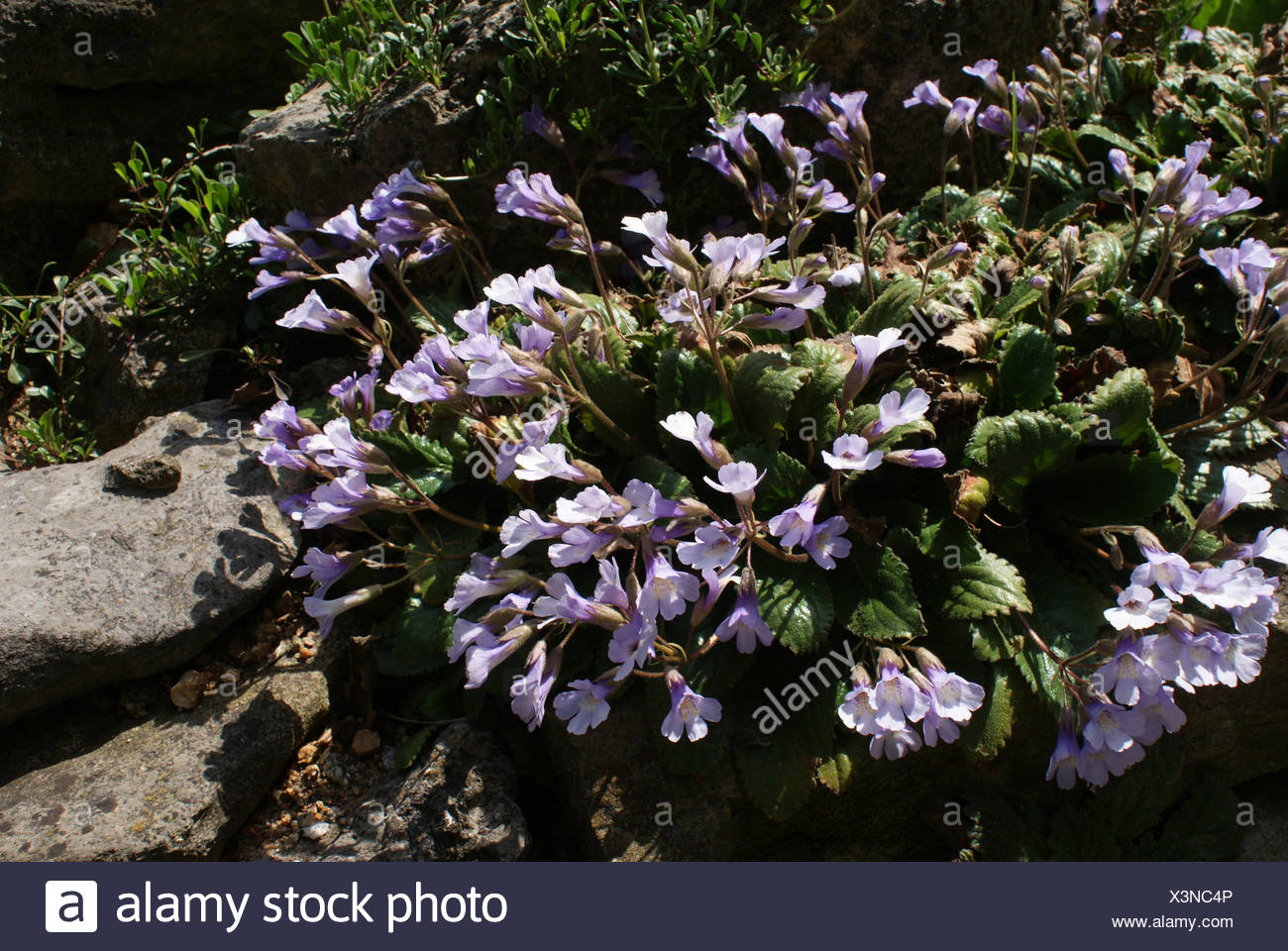Ramonda Myconi High Resolution Stock Photography and Images - Alamy