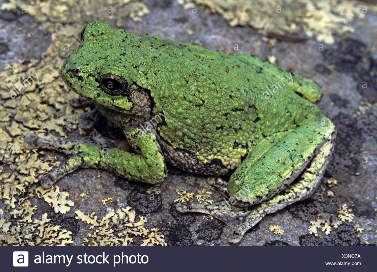 Eastern Gray Tree Frog Stock Photos & Eastern Gray Tree Frog Stock ...