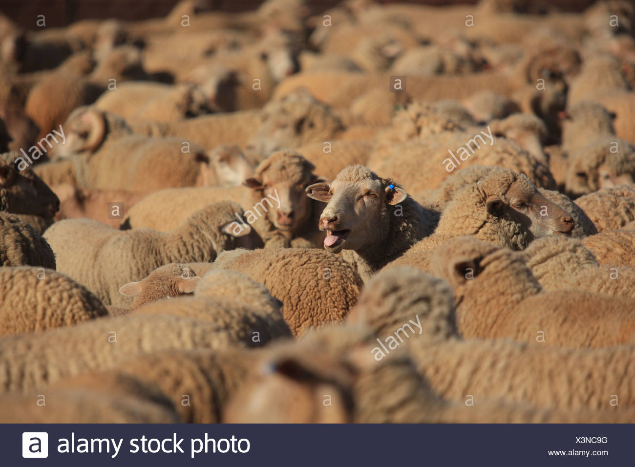 Farm Australia Sheep High Resolution Stock Photography and Images - Alamy