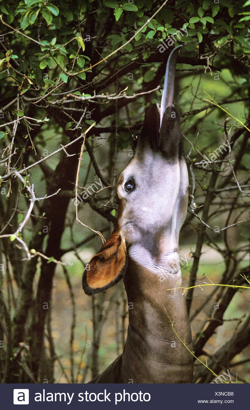 Okapi Eating Leaves High Resolution Stock Photography and Images - Alamy