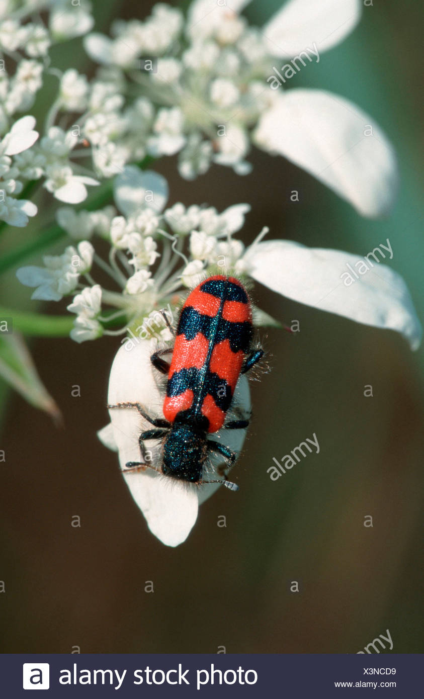 Bee Beetle Bee Wolf Bee Beetle High Resolution Stock Photography and ...