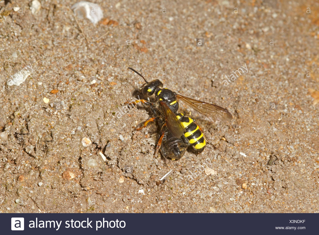 Sand Tailed Digger Wasp High Resolution Stock Photography and Images ...