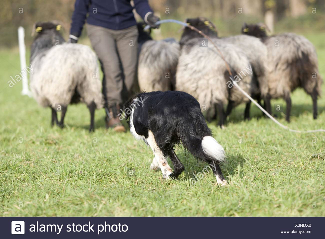 Border Collie Rear High Resolution Stock Photography and Images - Alamy
