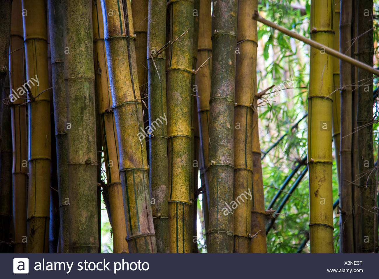 Giant Bamboo Dendrocalamus Giganteus High Resolution Stock Photography ...