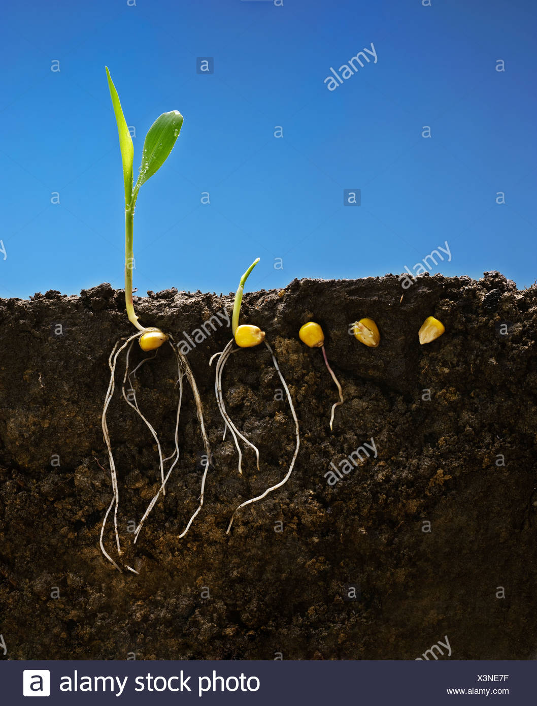 Root System Soil High Resolution Stock Photography and Images - Alamy