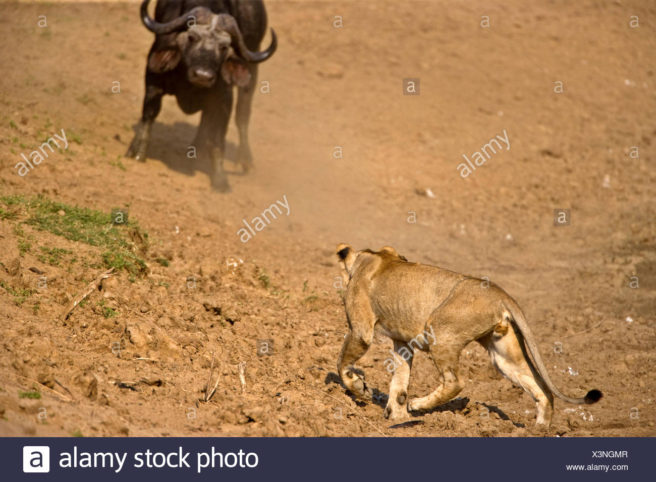 Lion Hunts Buffalo High Resolution Stock Photography and Images - Alamy