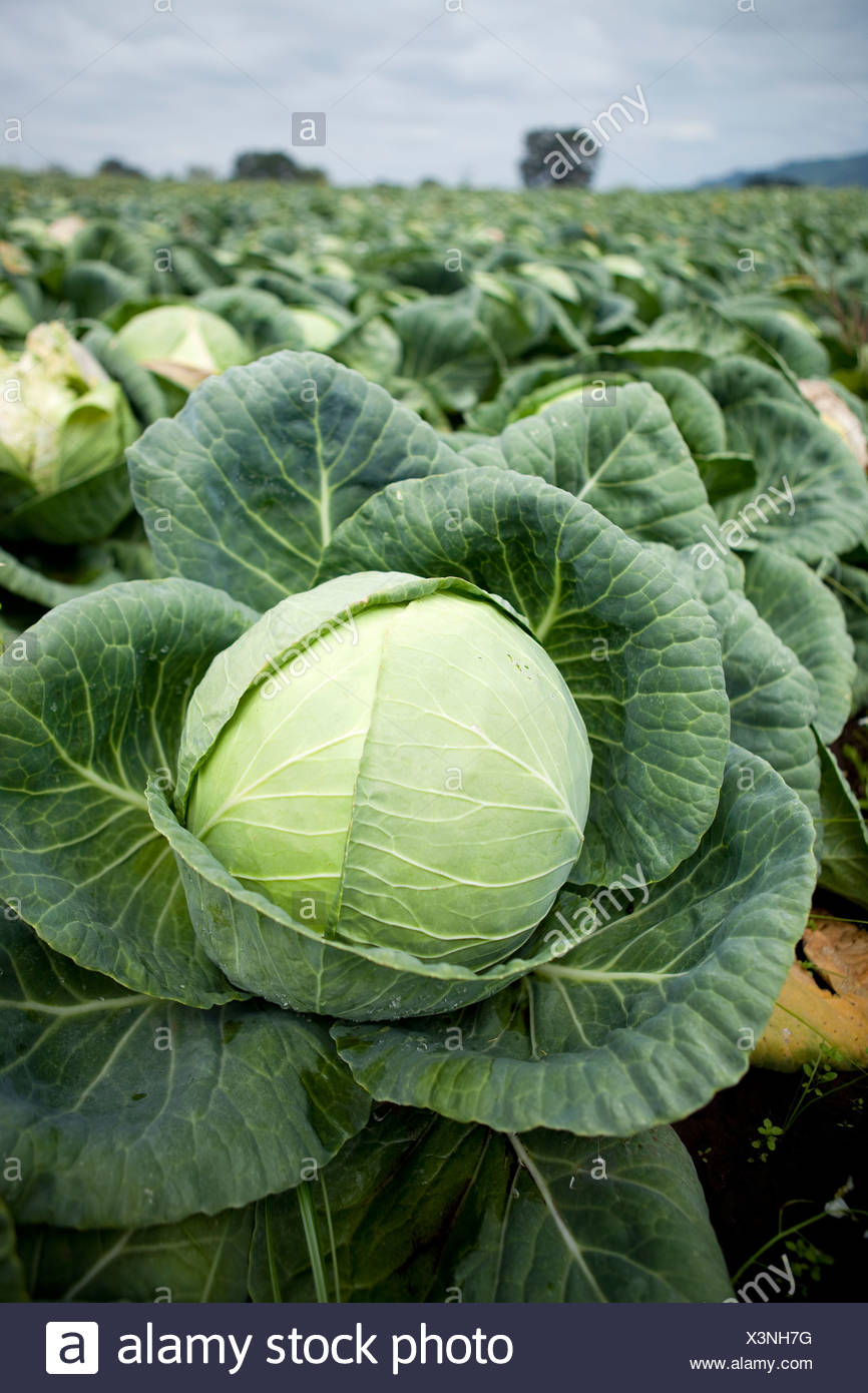 Cabbage Agriculture High Resolution Stock Photography and Images - Alamy
