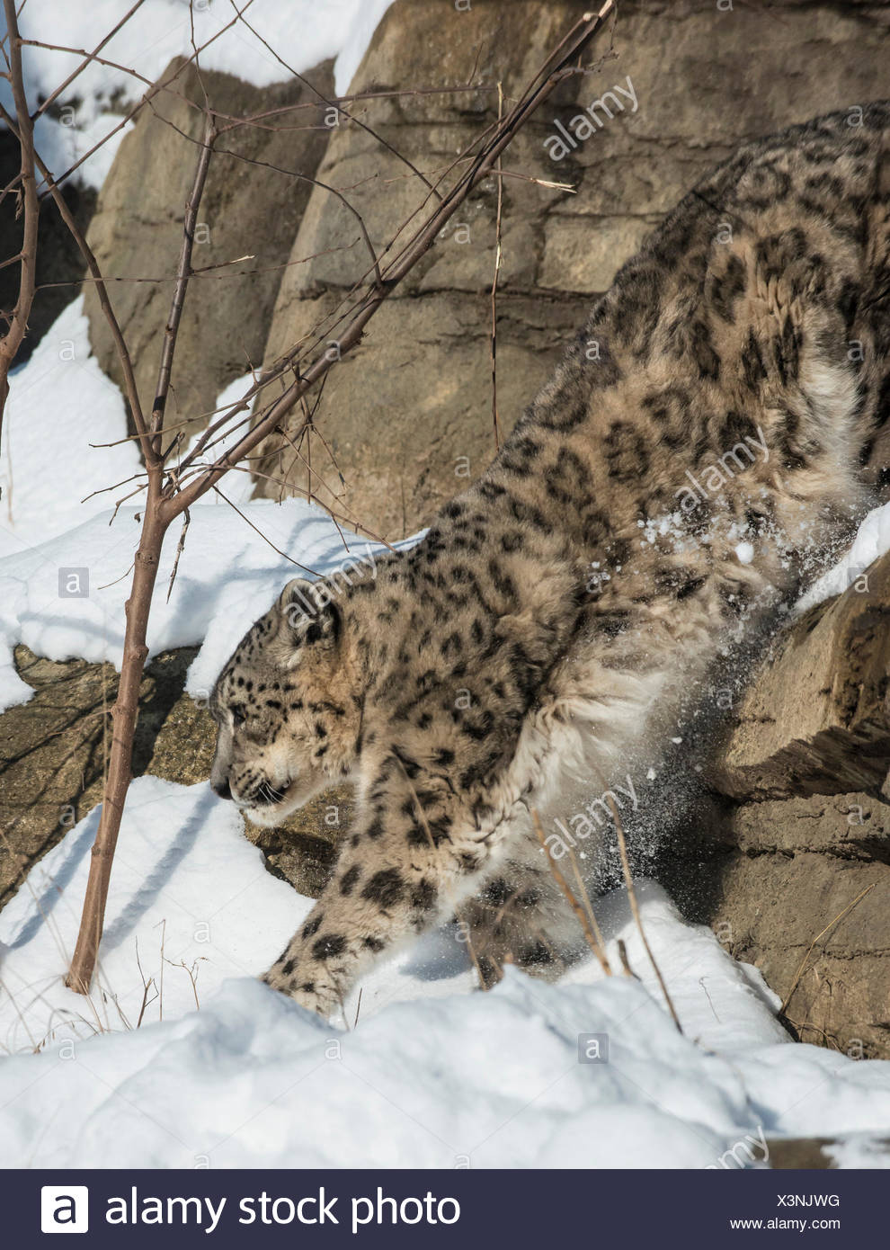 Snow Leopard Jumping Stock Photos & Snow Leopard Jumping Stock Images ...
