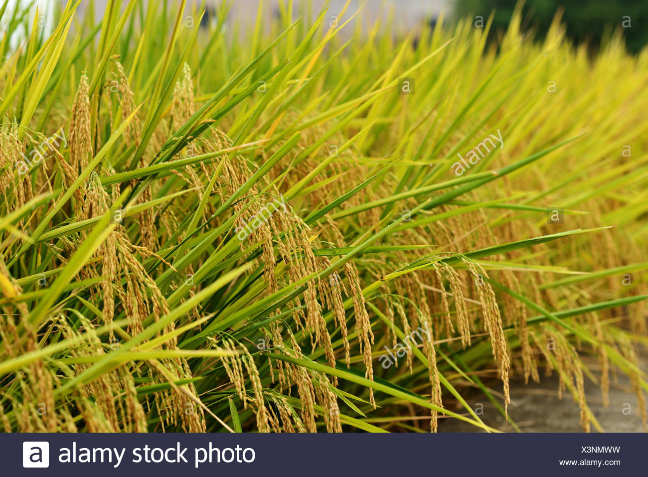 Ear Of Rice High Resolution Stock Photography and Images - Alamy