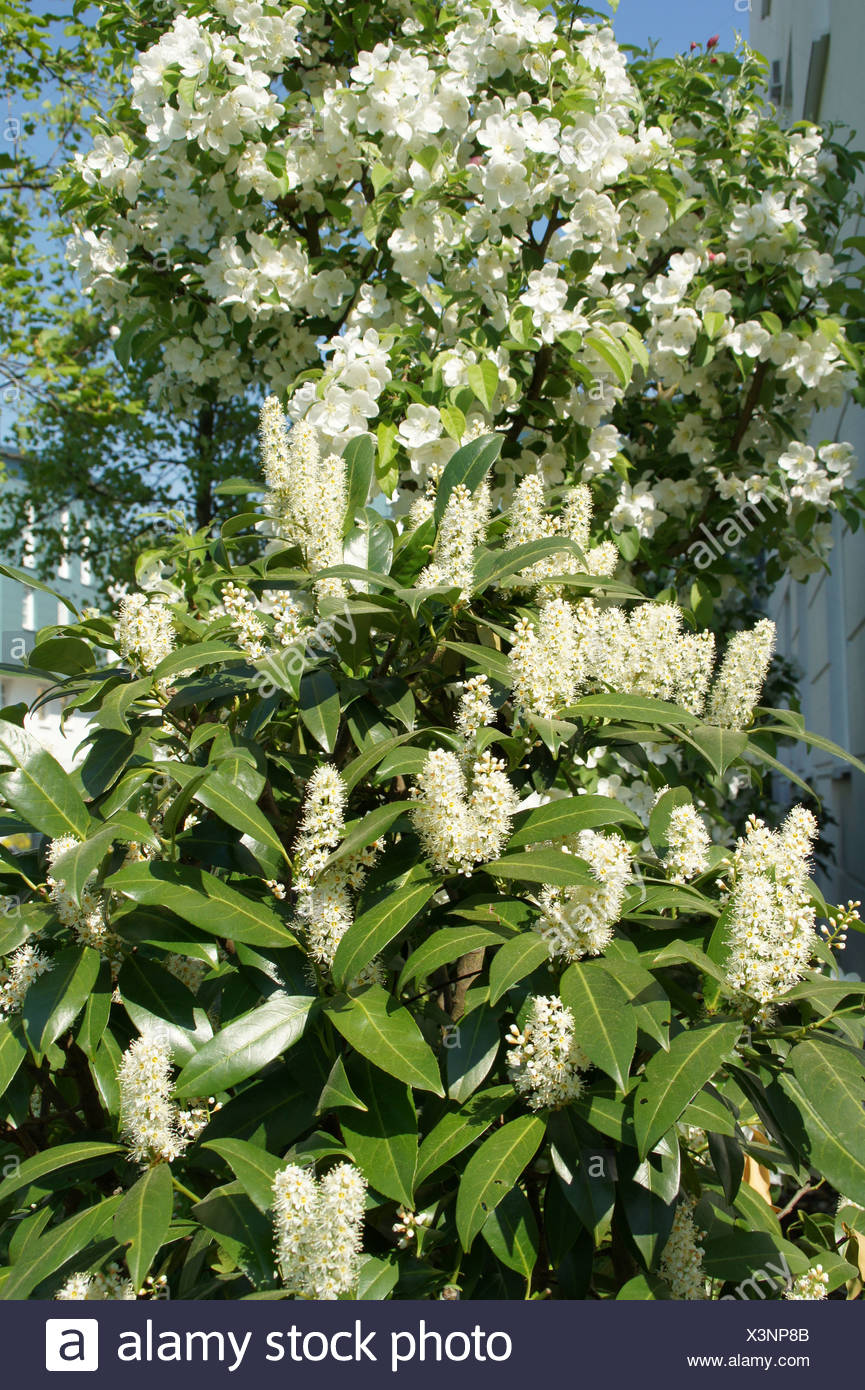 Cherry Laurel Stock Photos & Cherry Laurel Stock Images - Alamy