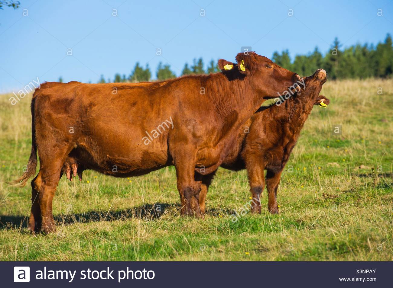 Blue Tongue Cow Stock Photos & Blue Tongue Cow Stock Images - Alamy
