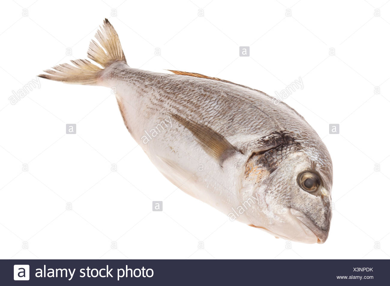 Daurade High Resolution Stock Photography and Images - Alamy