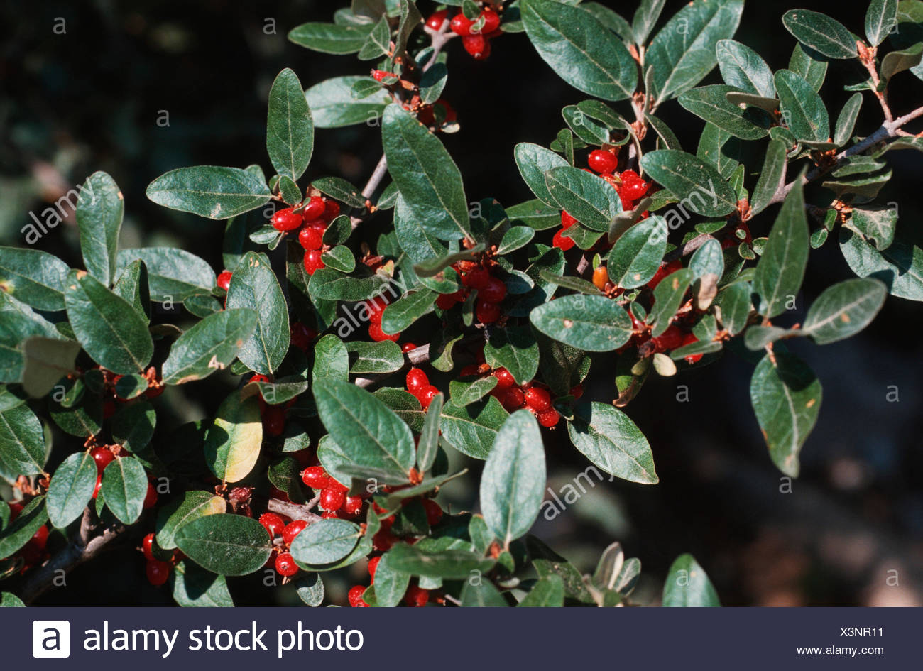 Buffaloberry High Resolution Stock Photography and Images - Alamy