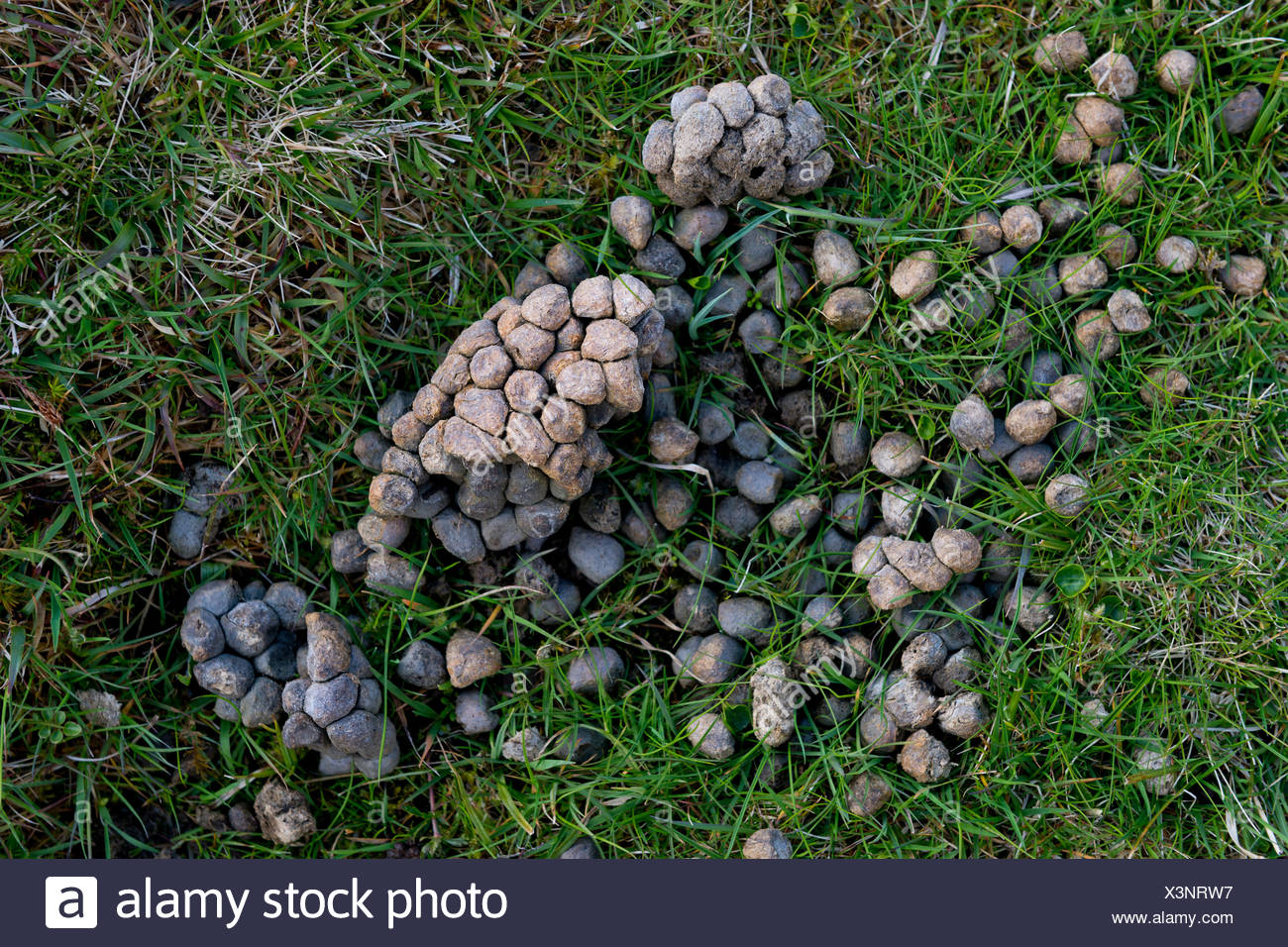 Sheep Droppings High Resolution Stock Photography and Images - Alamy