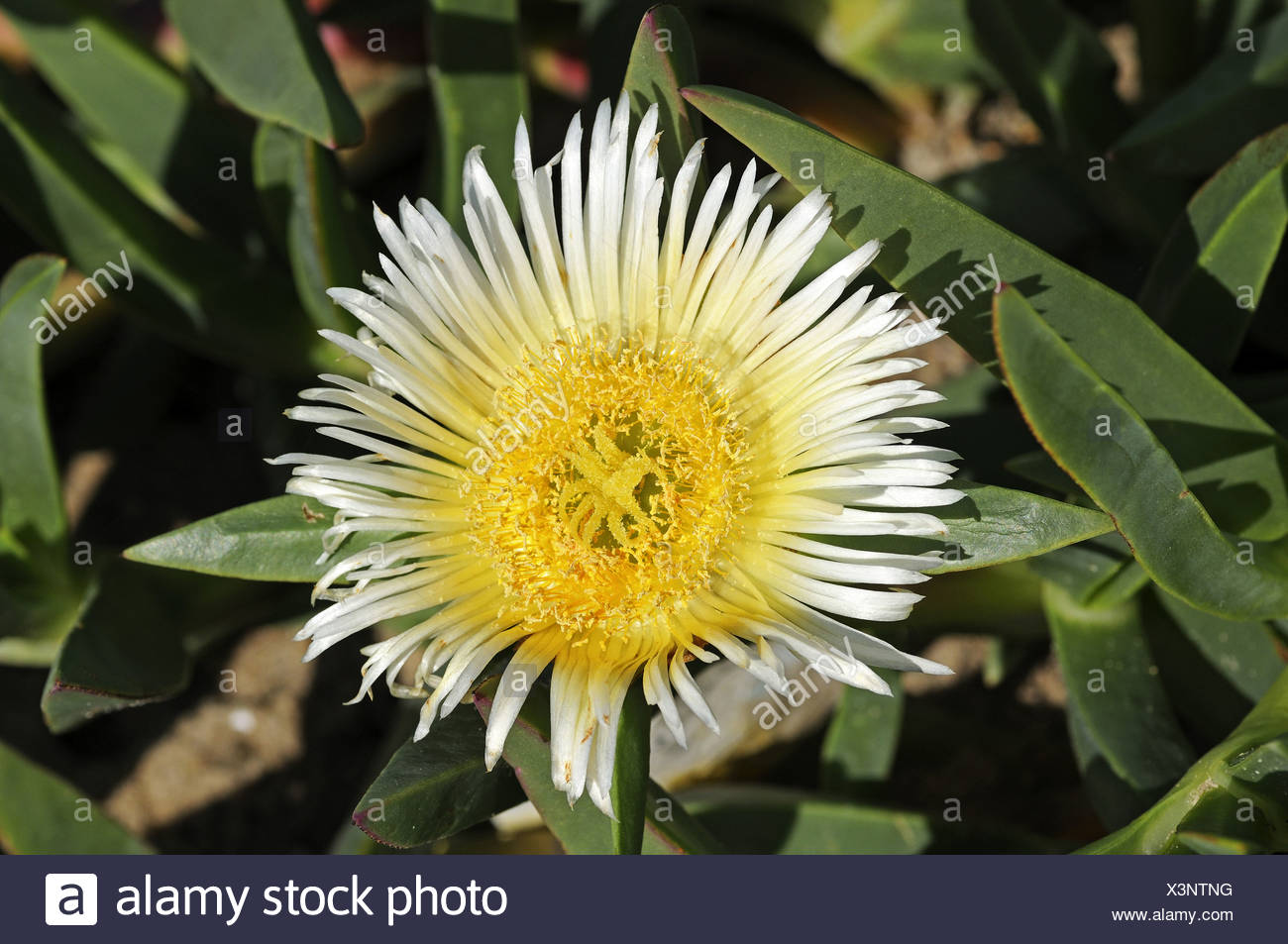Carpobrotus Edulis High Resolution Stock Photography and Images - Alamy