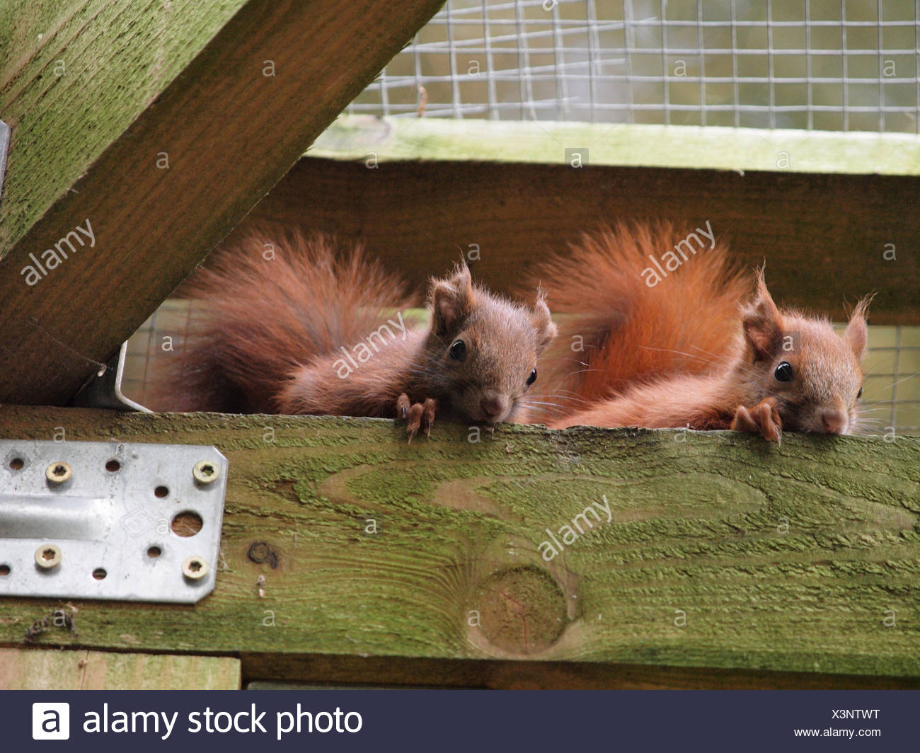Eurasian Red Squirrels High Resolution Stock Photography and Images - Alamy