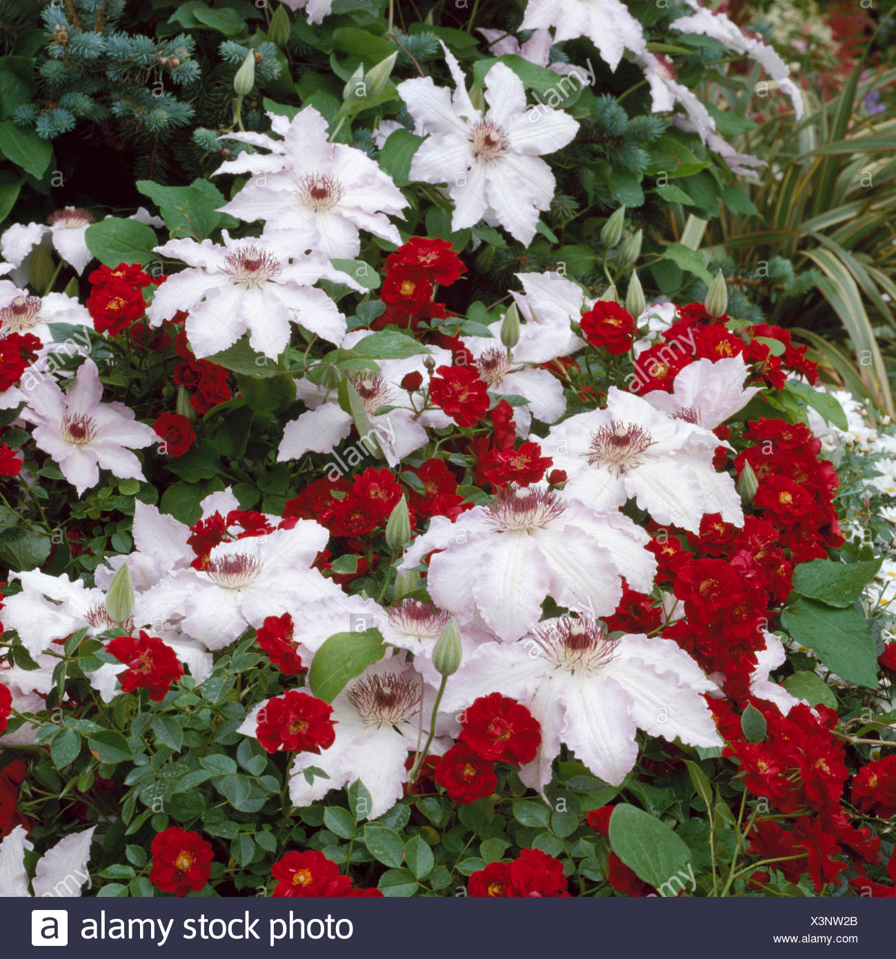 Clematis Clematis Rose Rosa High Resolution Stock Photography and ...