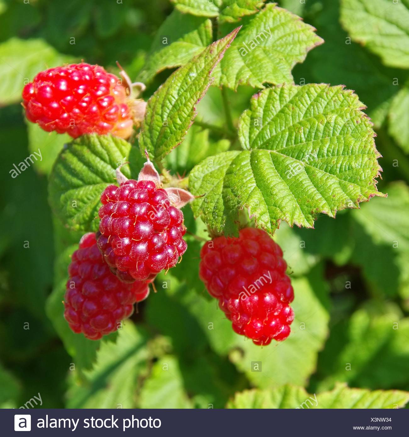 Tayberry Stock Photos & Tayberry Stock Images - Alamy