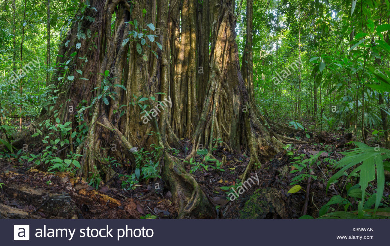 Fig Tree Aerial Roots High Resolution Stock Photography and Images - Alamy