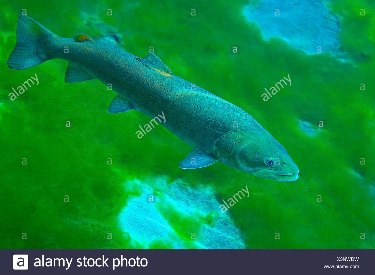 Huchen Hucho Hucho Stock Photos & Huchen Hucho Hucho Stock Images - Alamy
