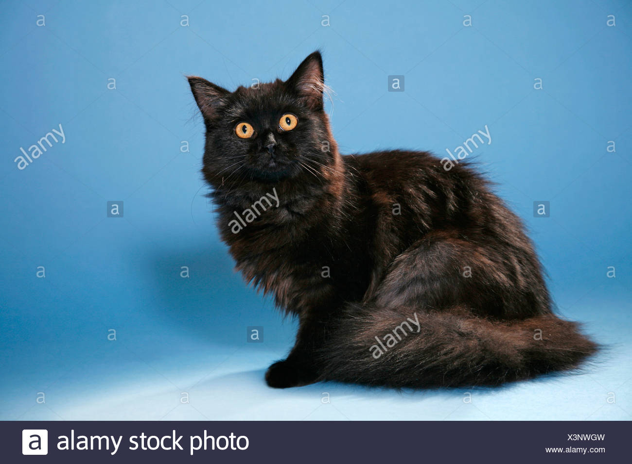 Angora Katzen High Resolution Stock Photography and Images - Alamy