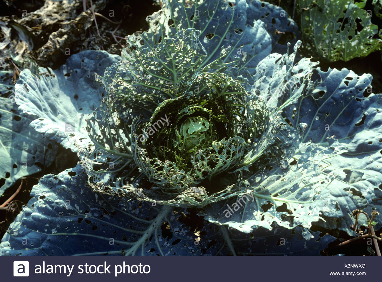 Diamondback Moth Stock Photos & Diamondback Moth Stock Images - Alamy