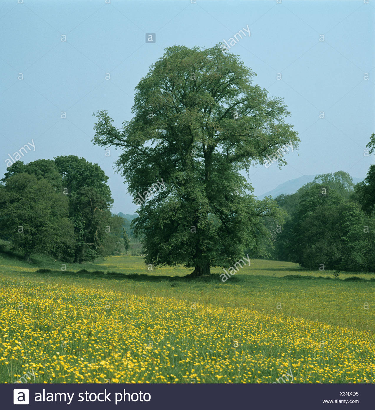 English Elm Leaf High Resolution Stock Photography and Images - Alamy