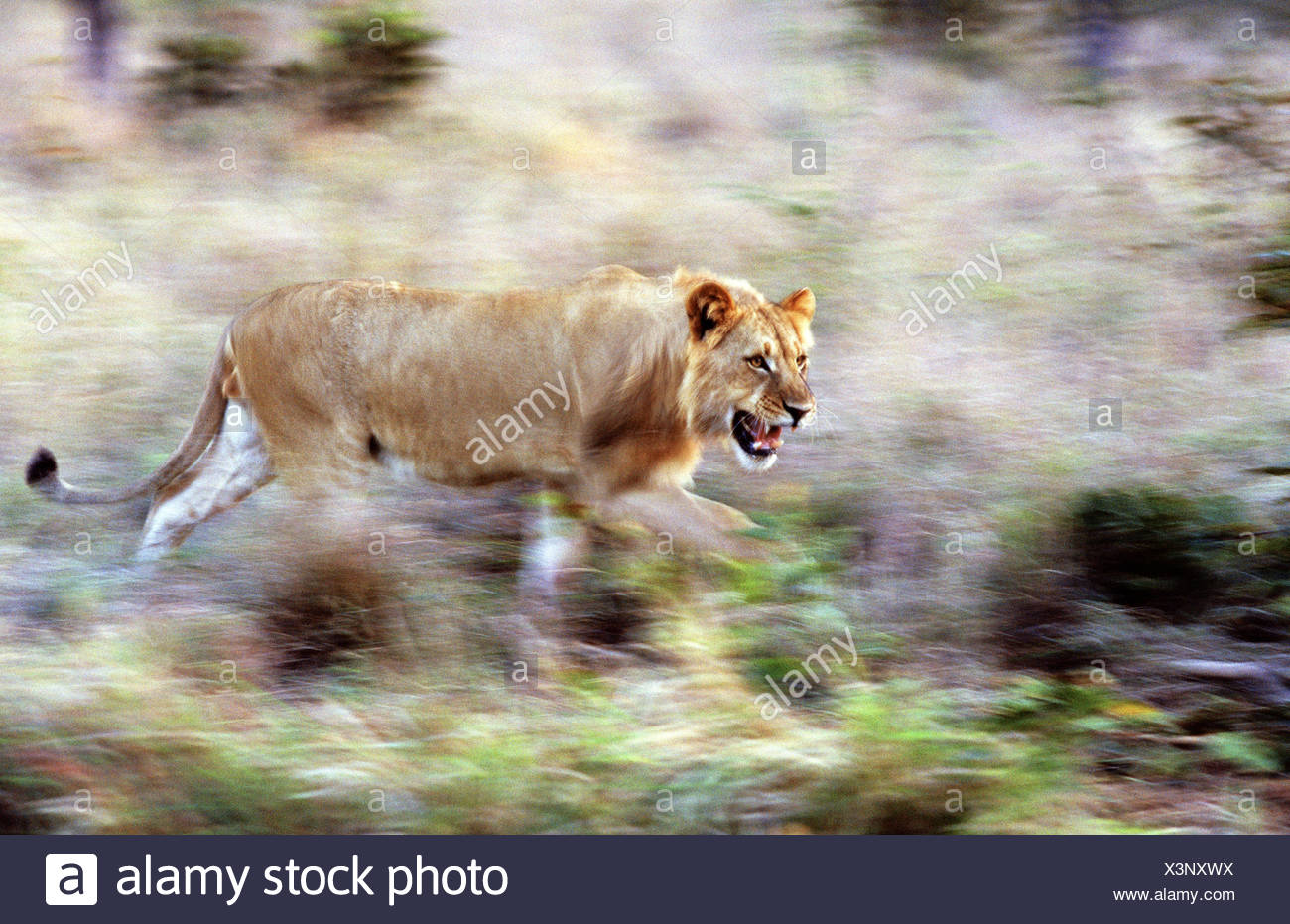 Lion Hunting High Resolution Stock Photography and Images - Alamy