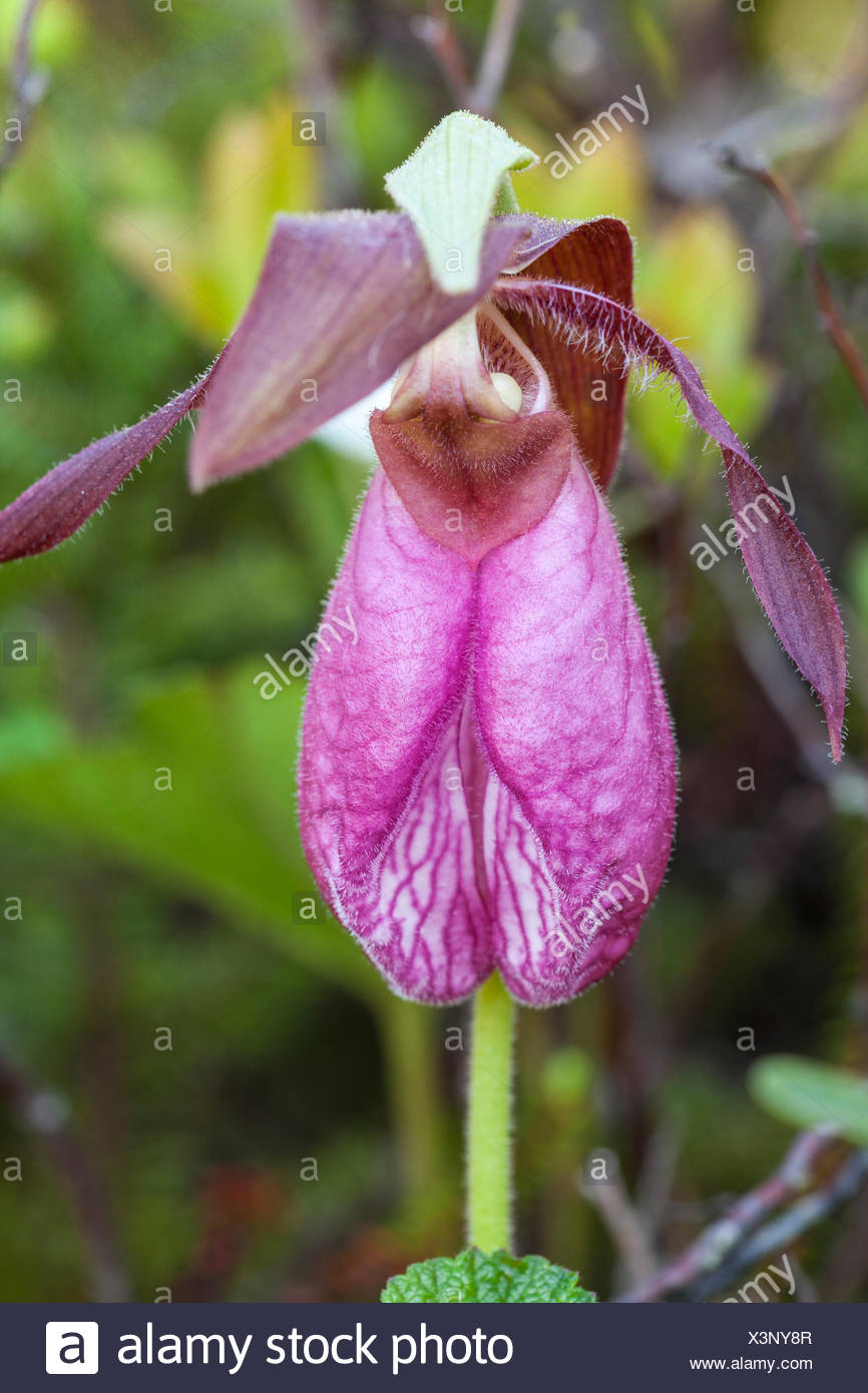 Moccasin Flower High Resolution Stock Photography and Images - Alamy