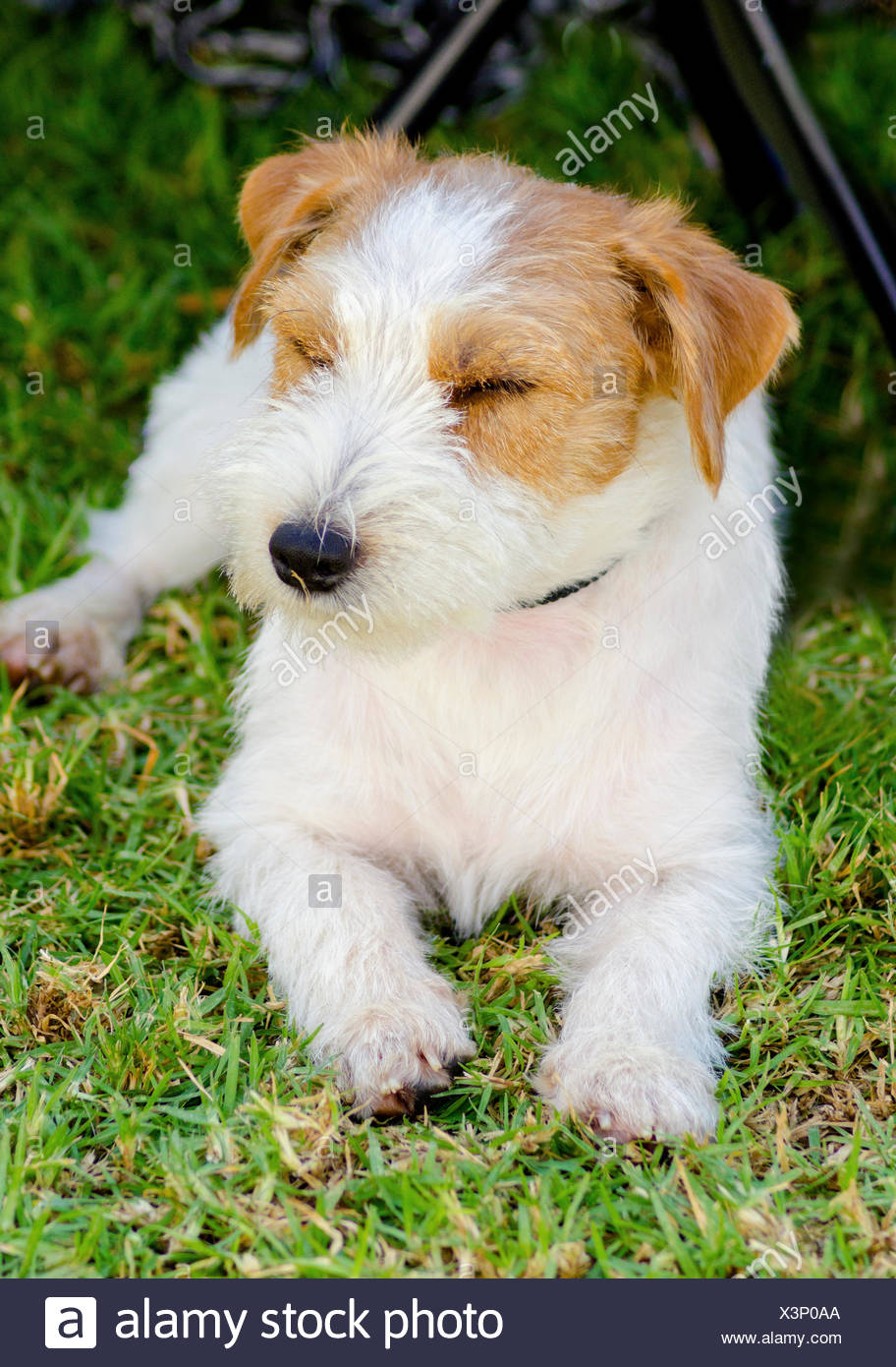 Rough Coated Jack Russell High Resolution Stock Photography and Images ...