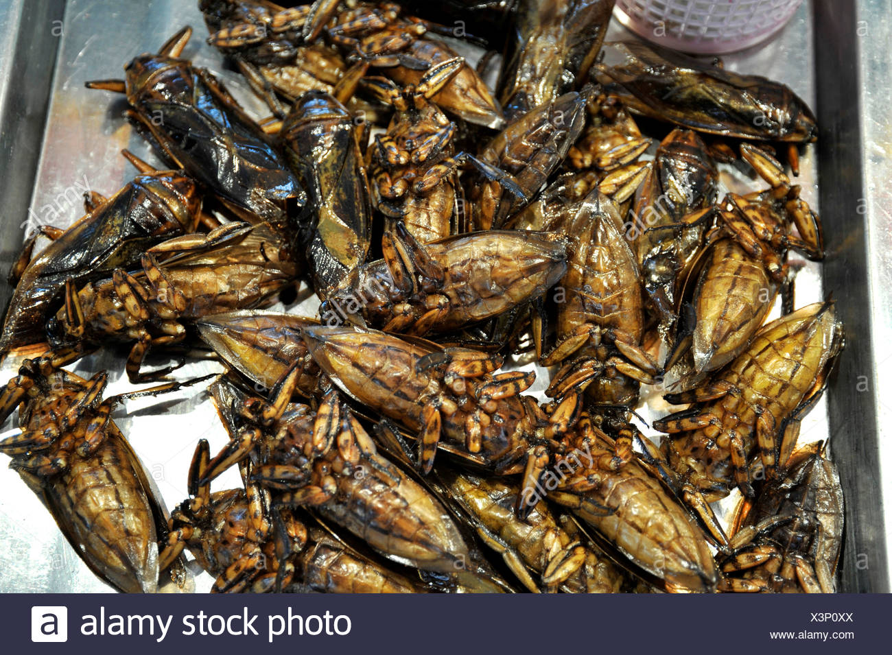 Giant water bug : r/WTF