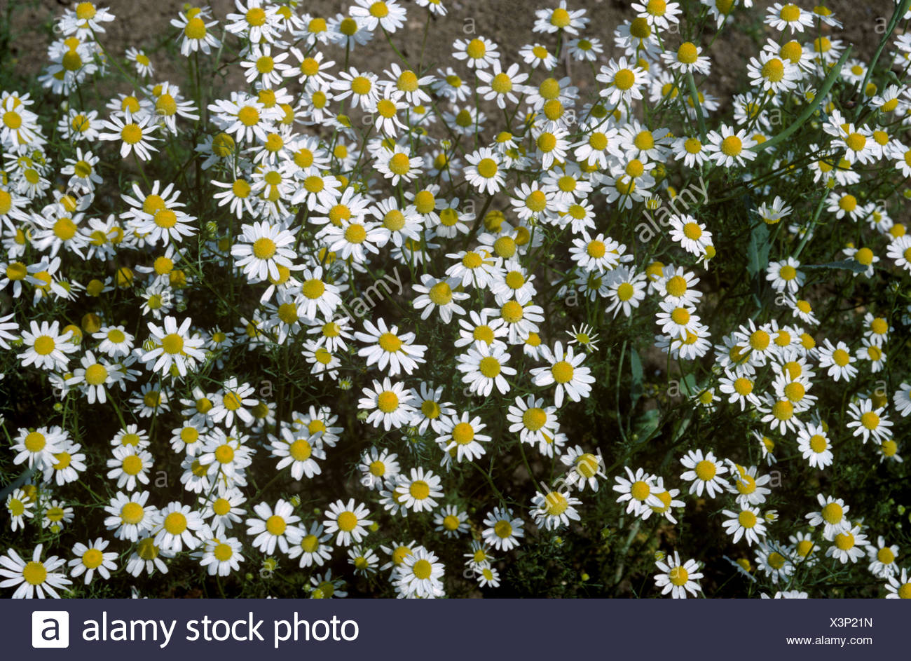 Tripleurospermum Inodorum In Flower High Resolution Stock Photography ...