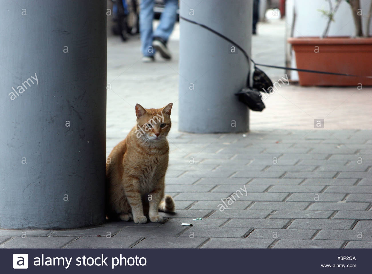 Alley Cat High Resolution Stock Photography and Images - Alamy