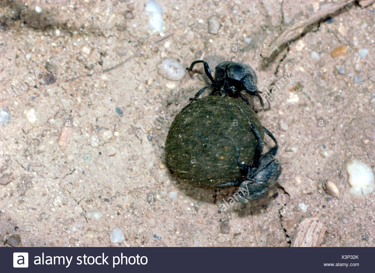 Sisyphus Beetle High Resolution Stock Photography and Images - Alamy