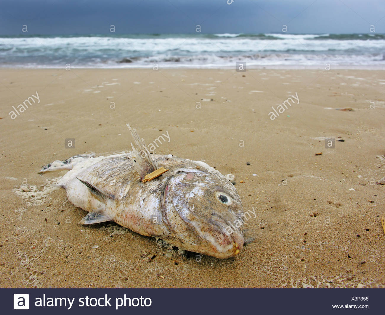 Stranded Fish High Resolution Stock Photography and Images - Alamy