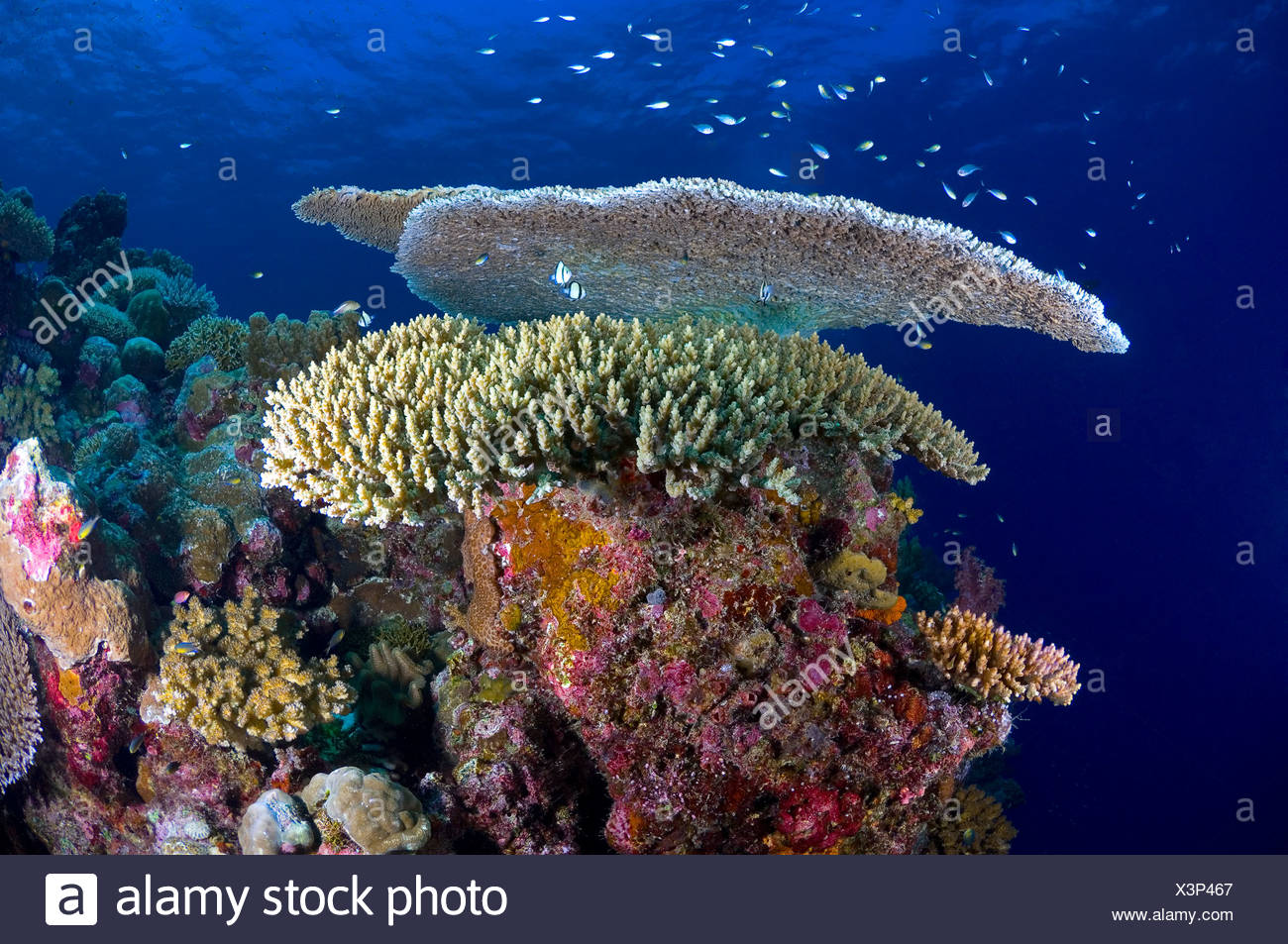 Coral Reefs China High Resolution Stock Photography and Images - Alamy